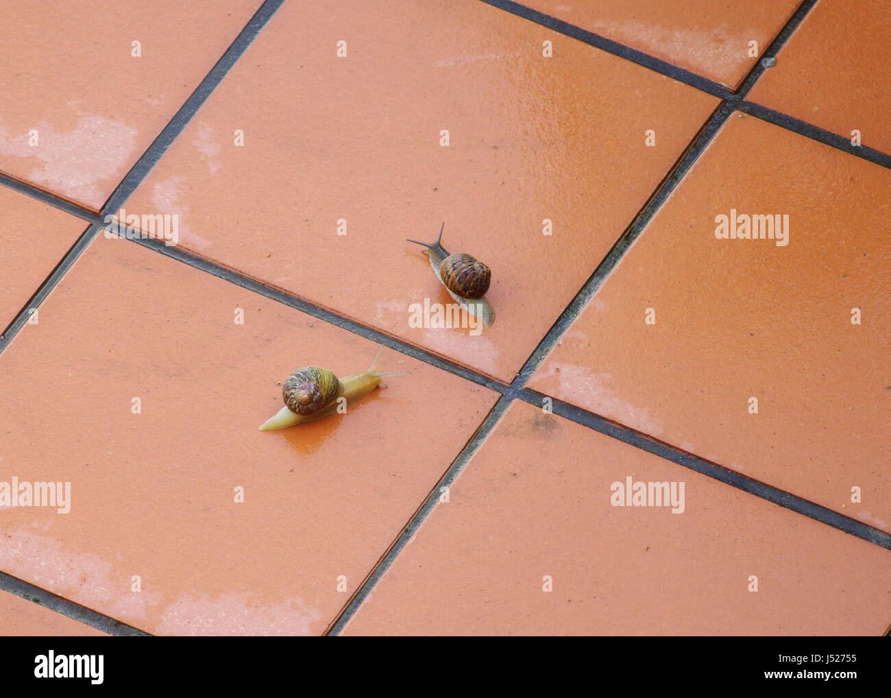 Slugs hi-res stock photography and images - Alamy