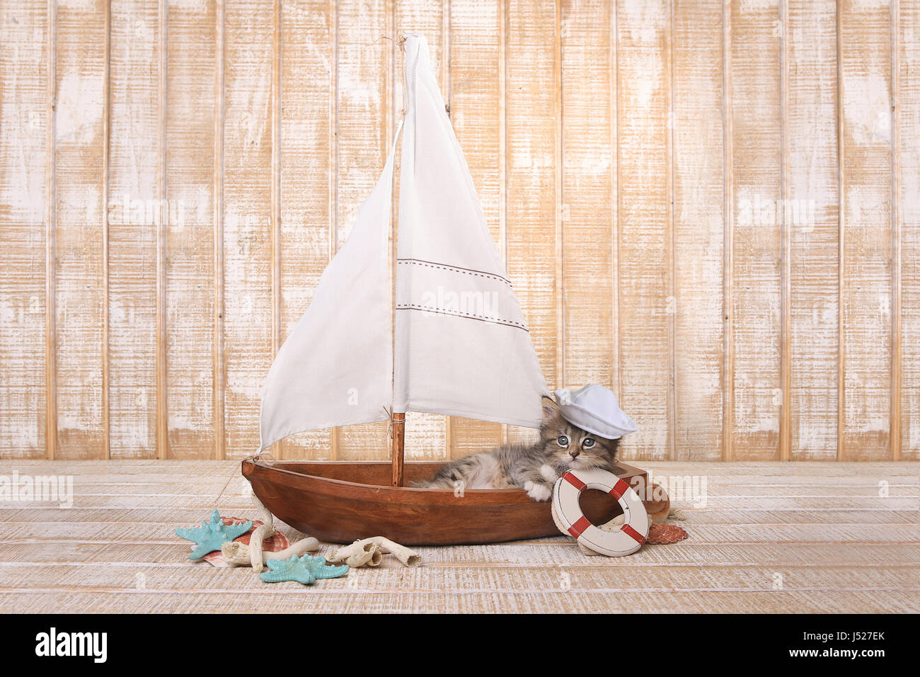 Little Cute Kitten in a Sailboat With Ocean Theme Stock Photo - Alamy