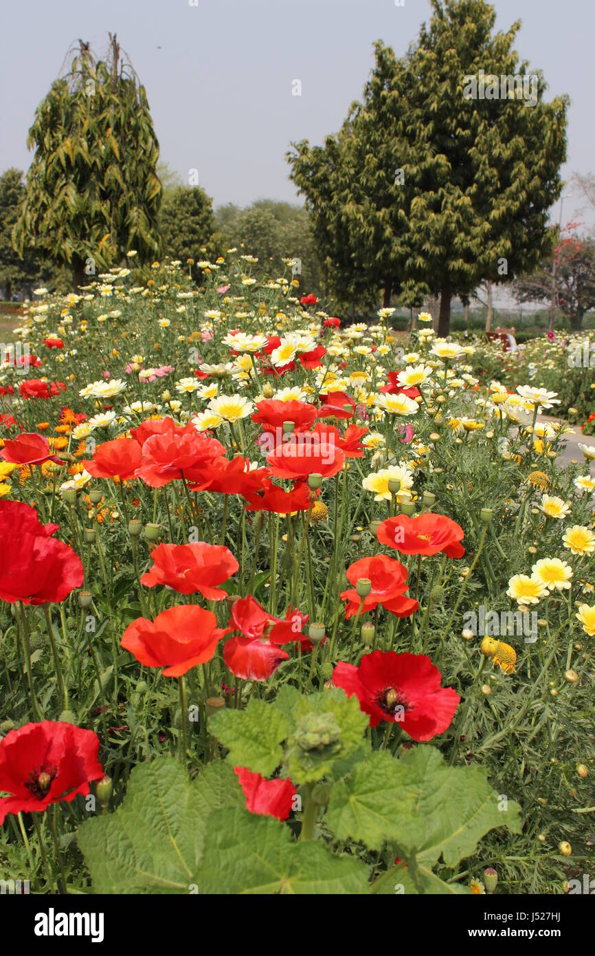 Colorful spring flowers in Japanese Park, Rohini, Delhi Stock Photo - Alamy
