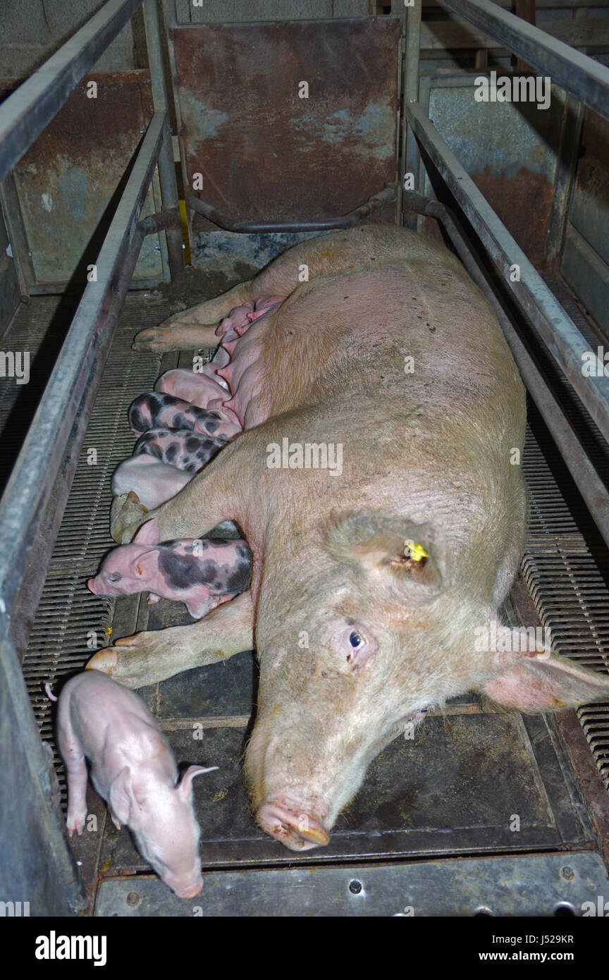 Little pig on farm hi-res stock photography and images - Alamy