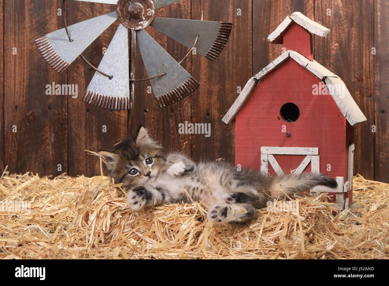 Adorable Kitten in a Barn Setting With Straw Stock Photo - Alamy