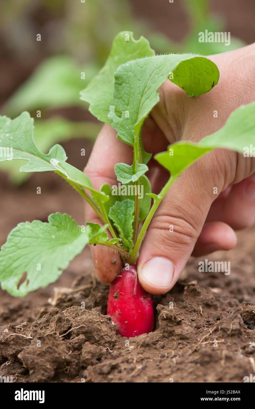 hands pulling ripe radishes in vegetable garden Stock Photo - Alamy
