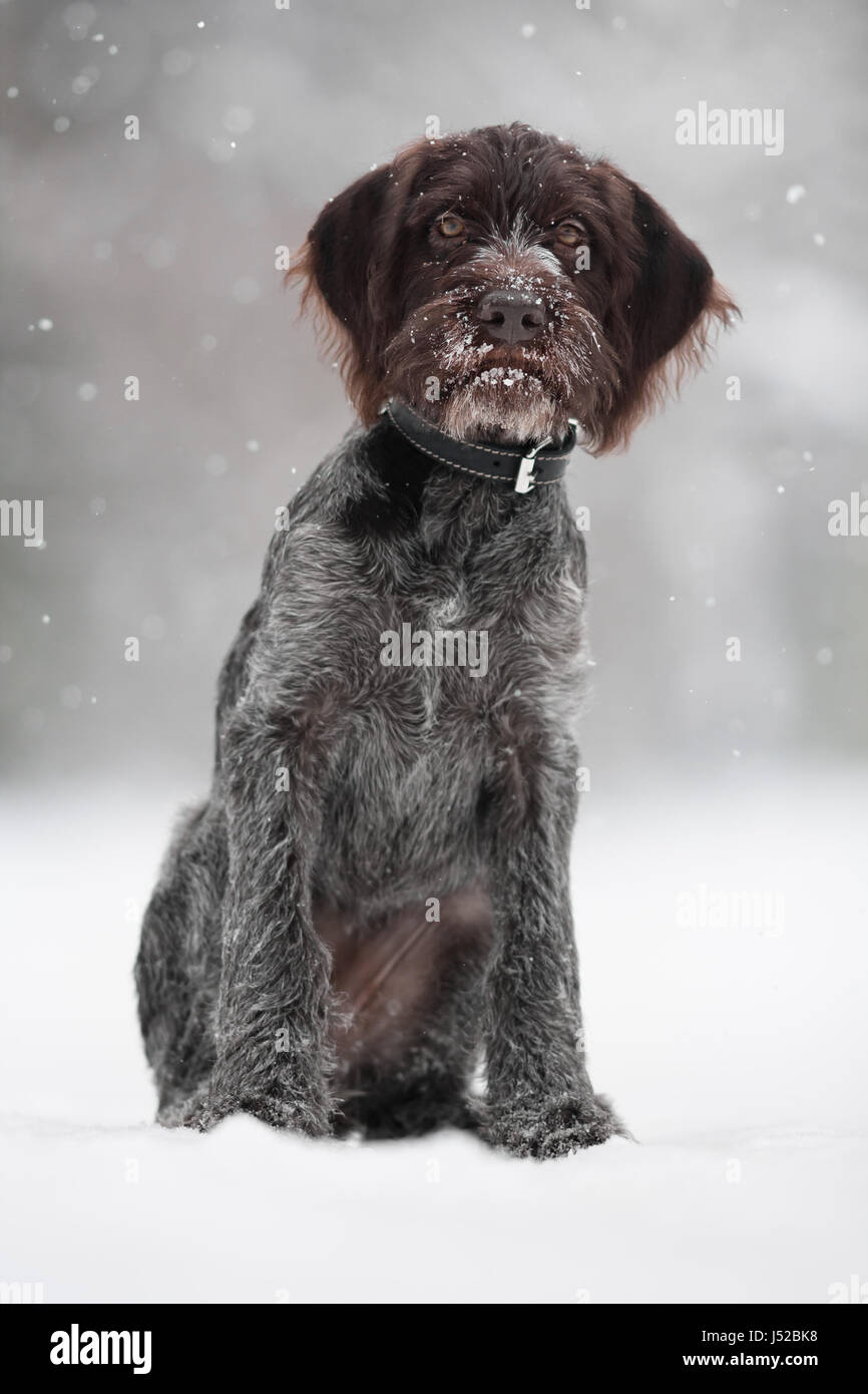 Young hunting dog in hi-res stock photography and images - Alamy