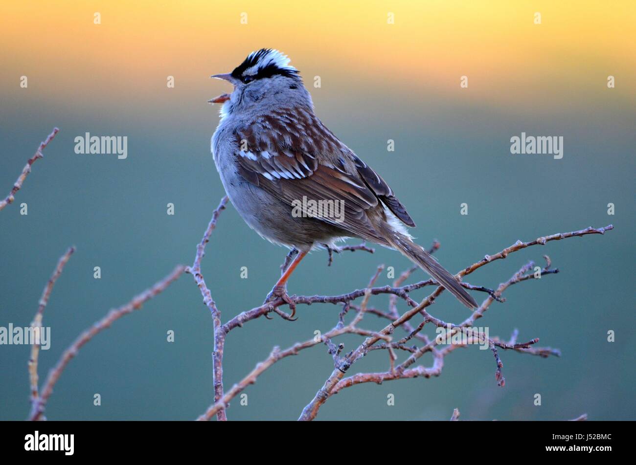 White crowned sparrow tree hi-res stock photography and images - Alamy