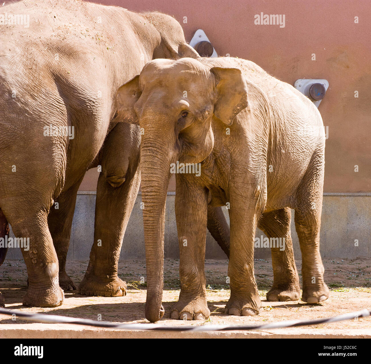 Animals at the Moscow zoo, asian elephants Stock Photo - Alamy