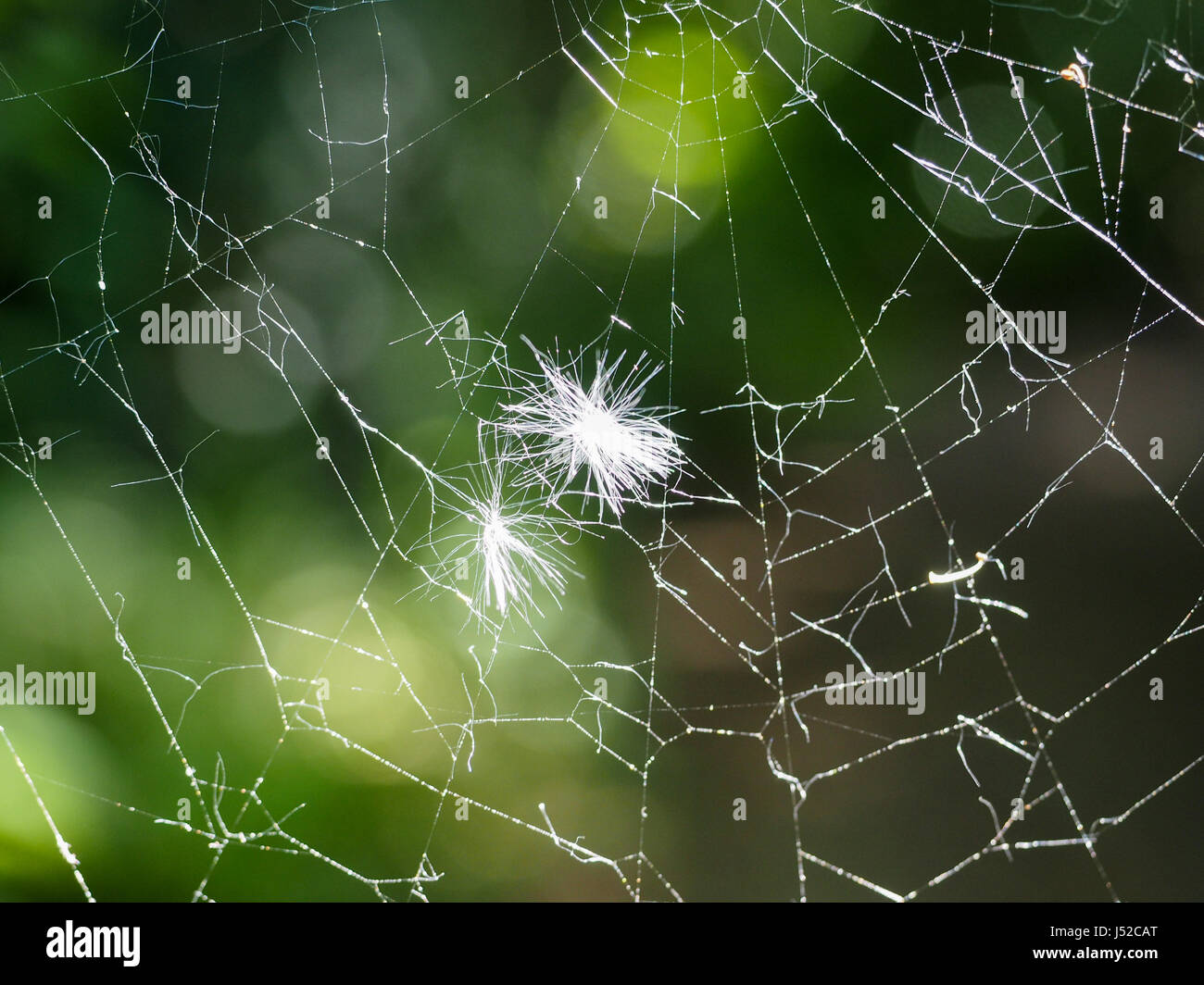 a detailed close up closeup close-up macro of gossamer thistle seed ...