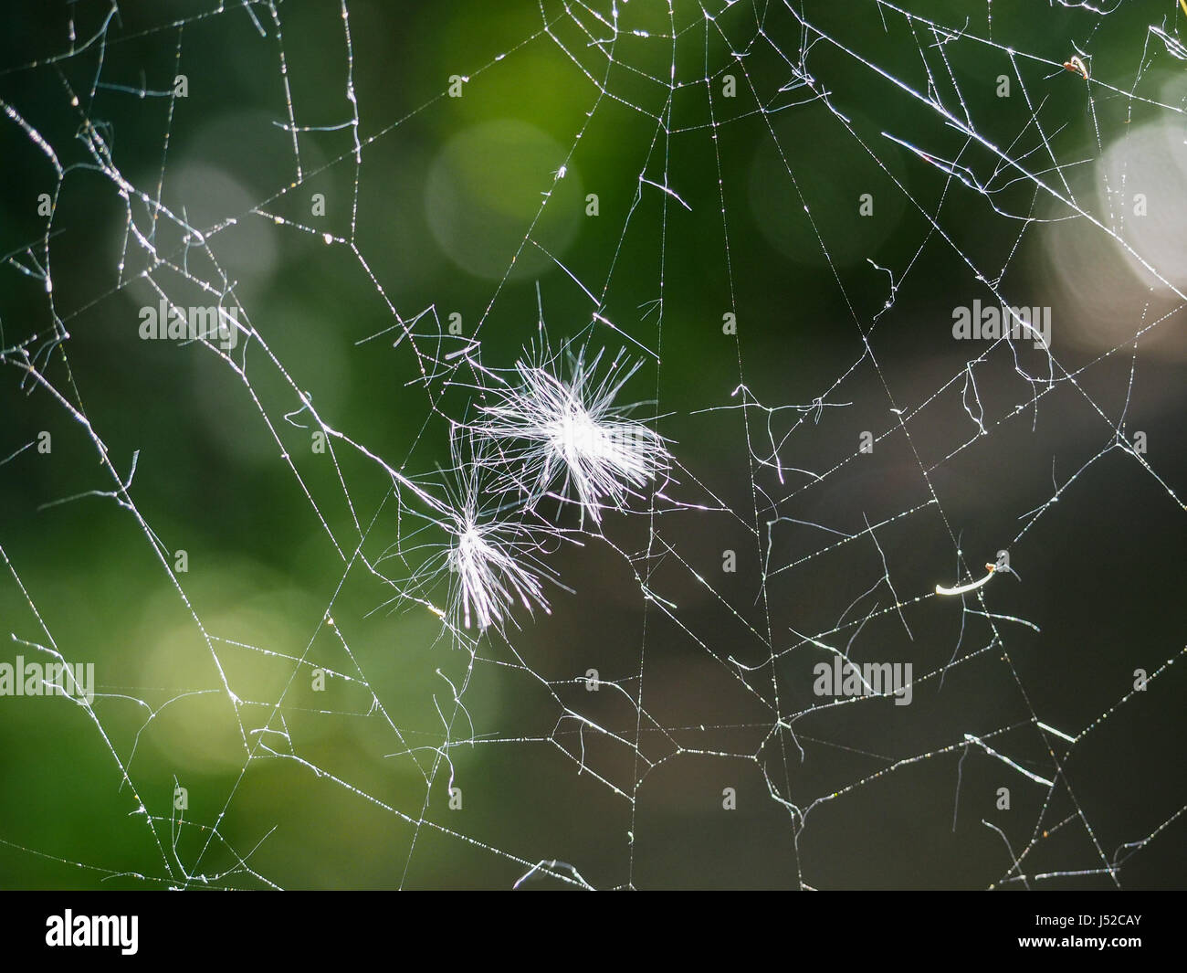a detailed close up closeup close-up macro of gossamer thistle seed ...
