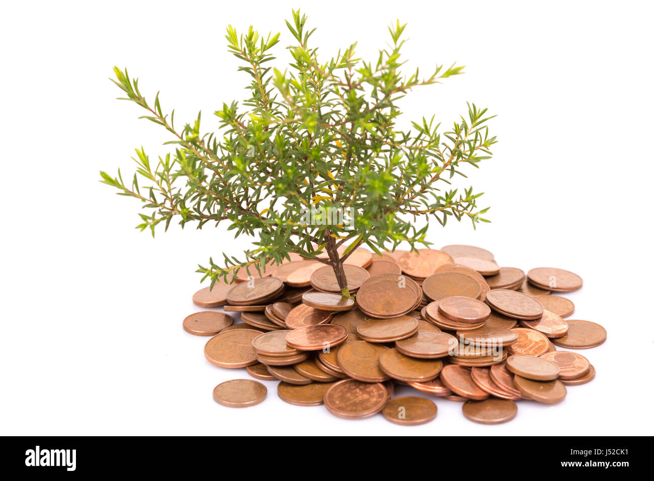 Coins and tree isolated on white background Stock Photo - Alamy