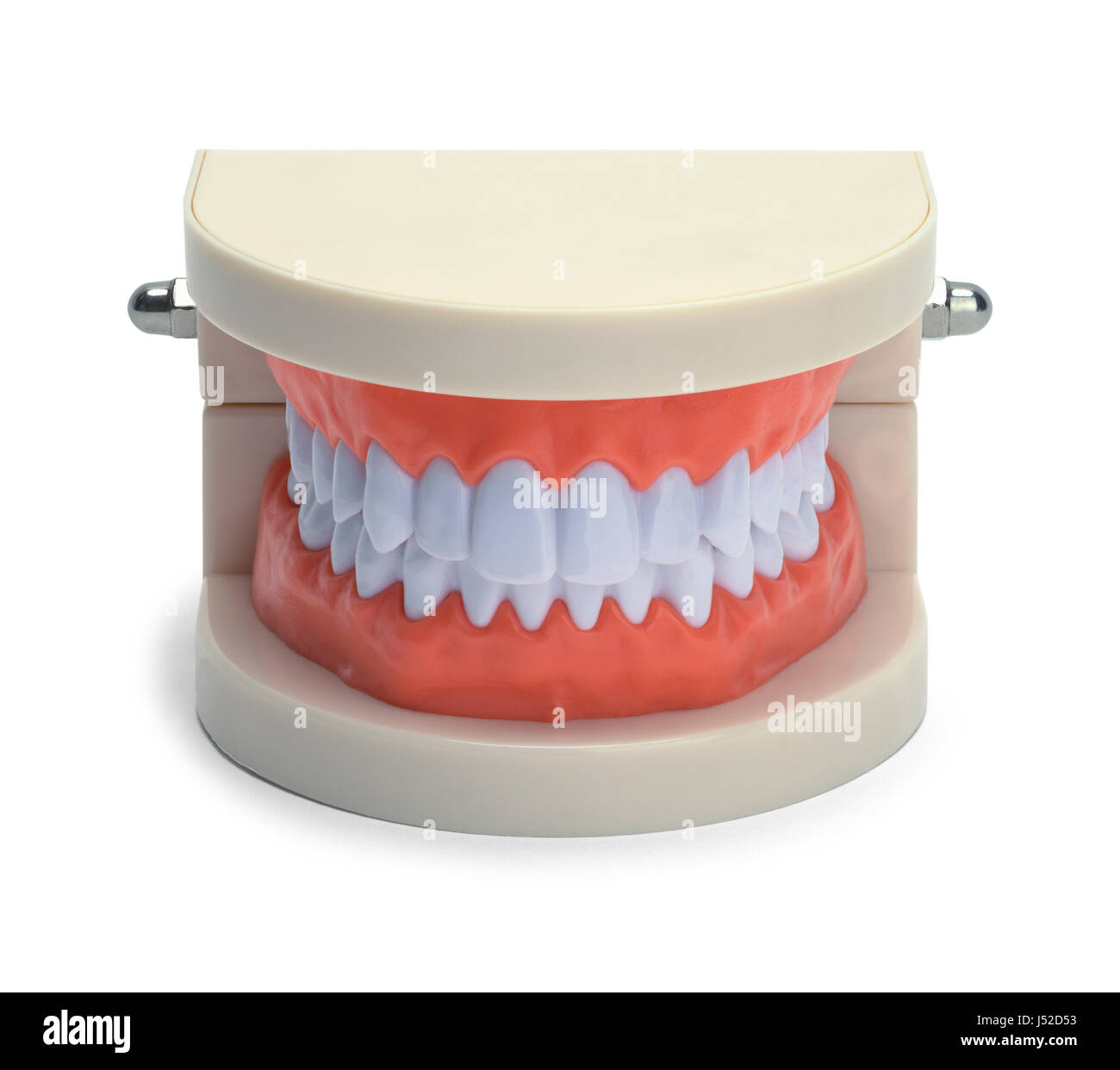 Teeth model hi-res stock photography and images - Alamy