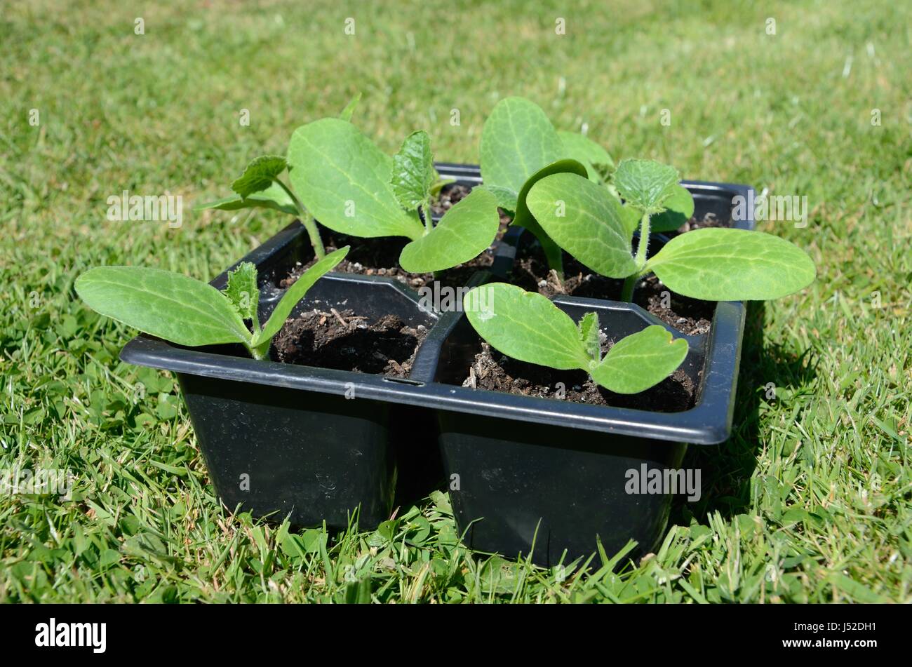 Courgette seedlings in tray Stock Photo - Alamy