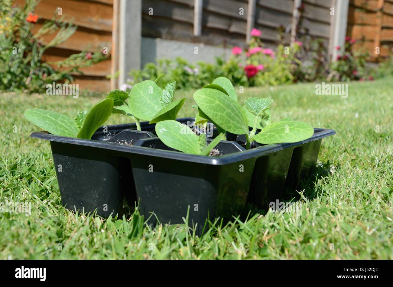 Courgette pricking out hi-res stock photography and images - Alamy