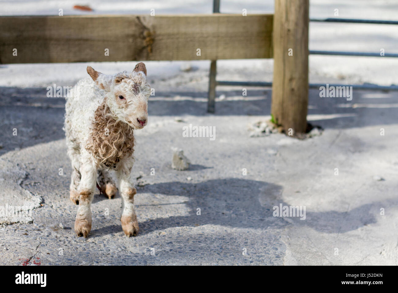 Newborn sheep hi-res stock photography and images - Alamy