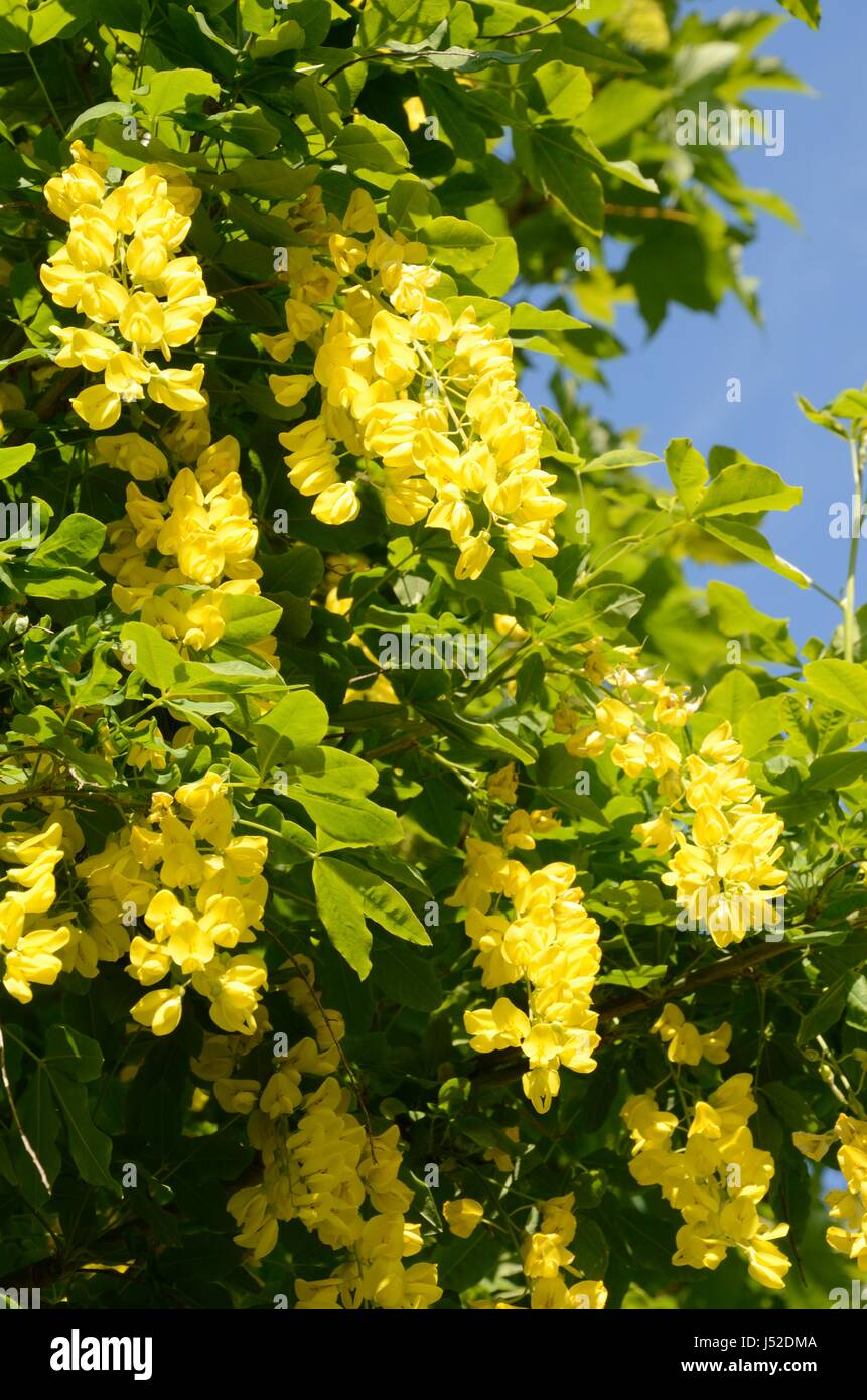 Laburnum tree hi-res stock photography and images - Alamy