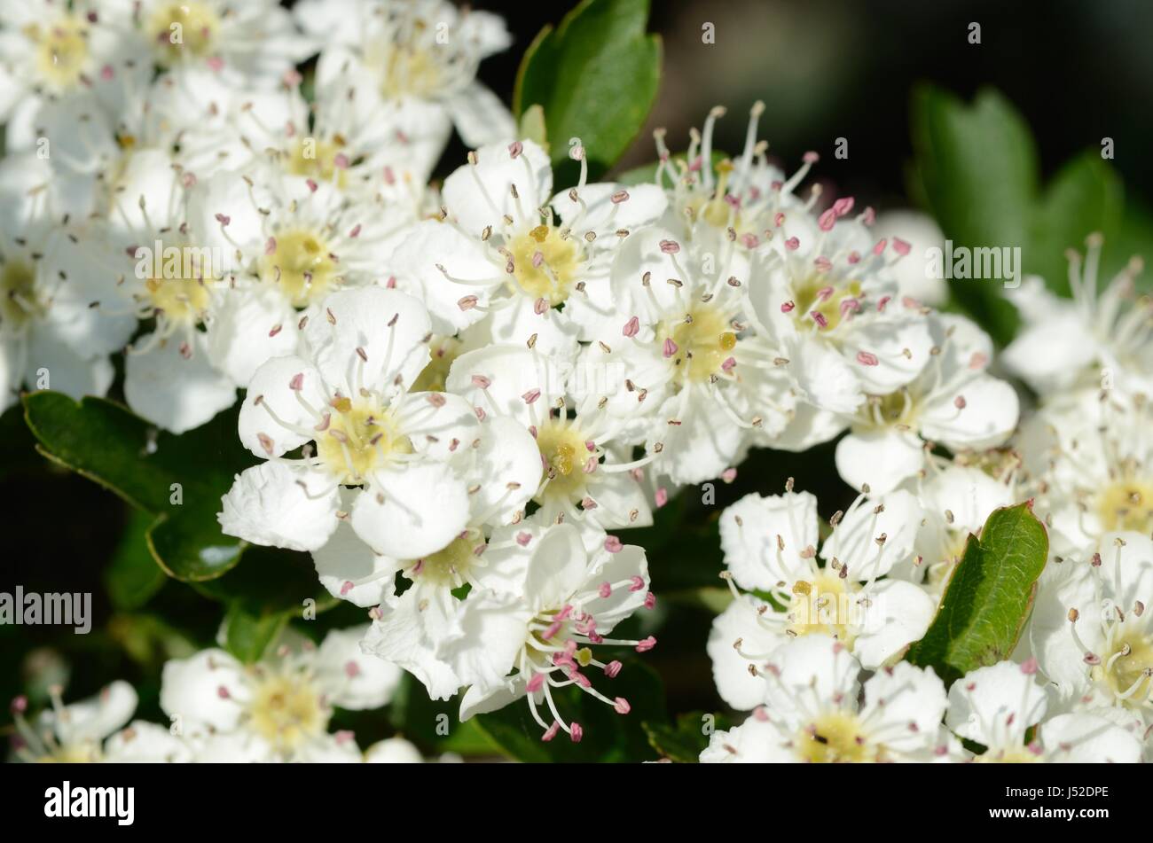 Hawthorn blossom in sunshine Stock Photo - Alamy