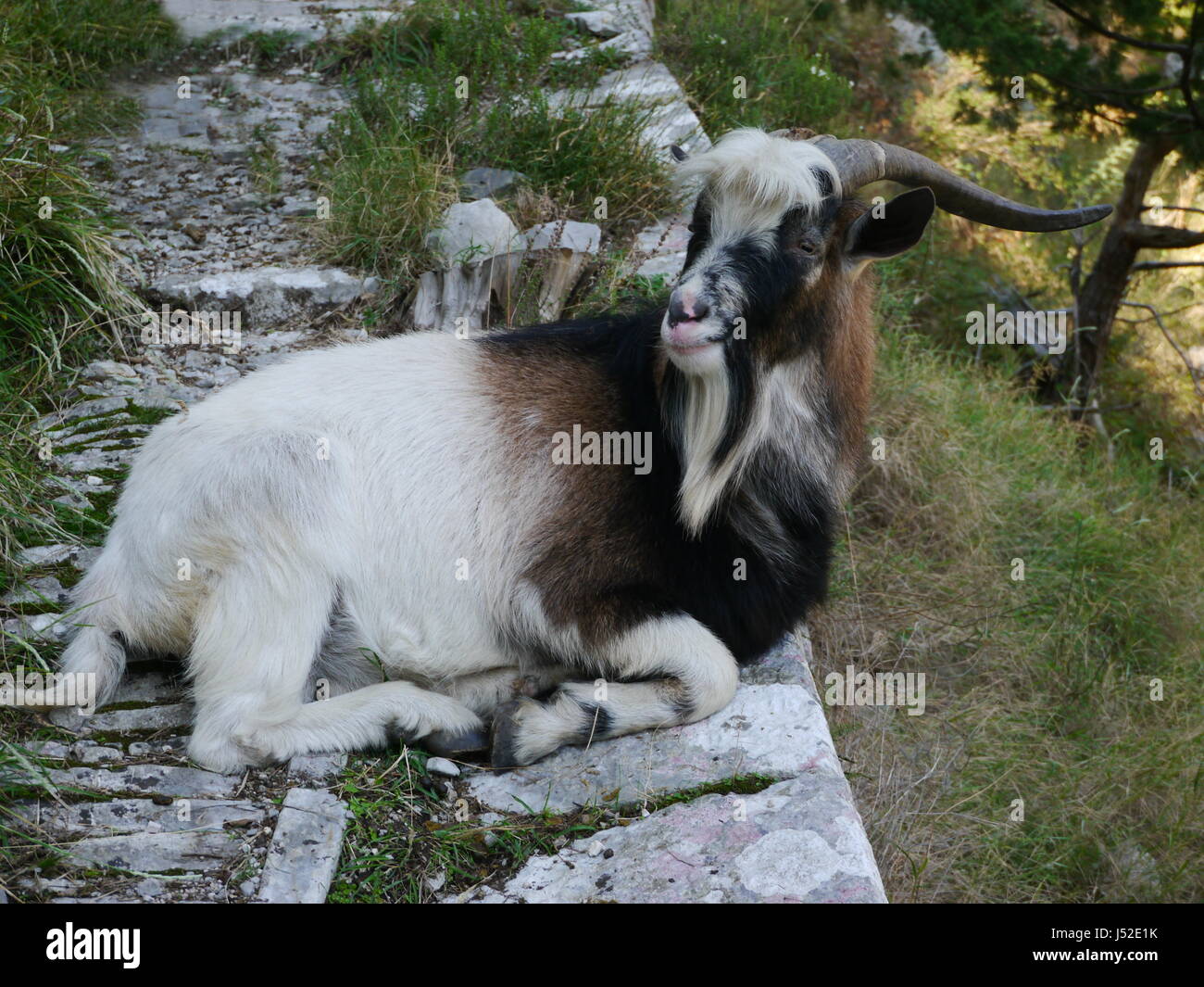 Mountain goat in Montenegro Stock Photo - Alamy