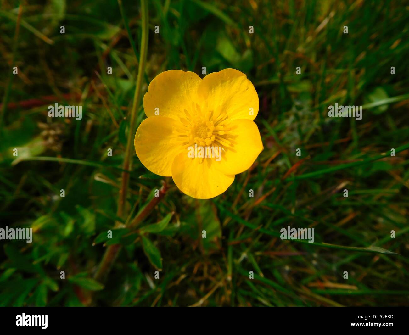 gold button flower Stock Photo - Alamy