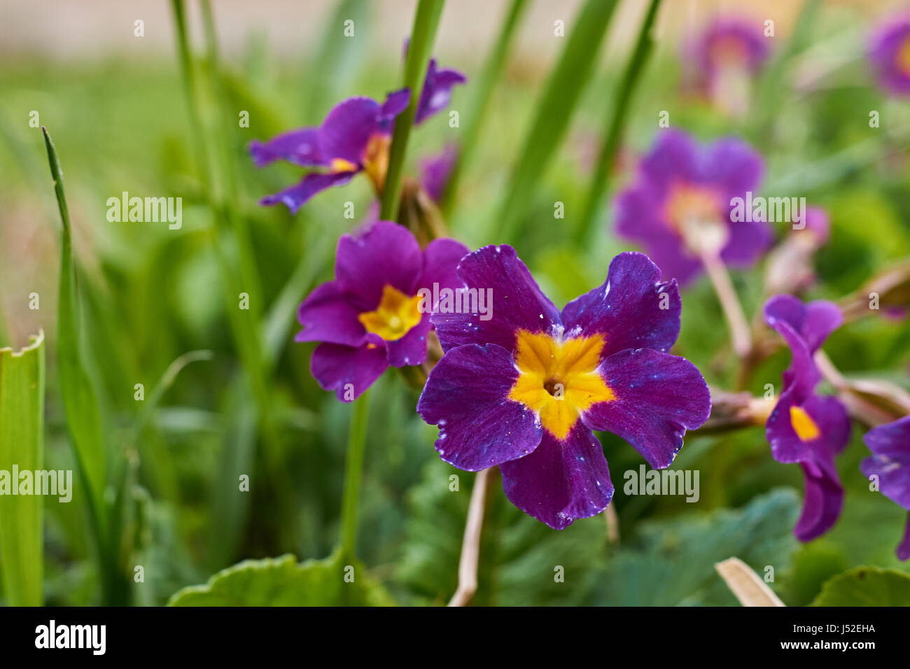 Primrose. Spring flowers grow on the ground against a background of ...