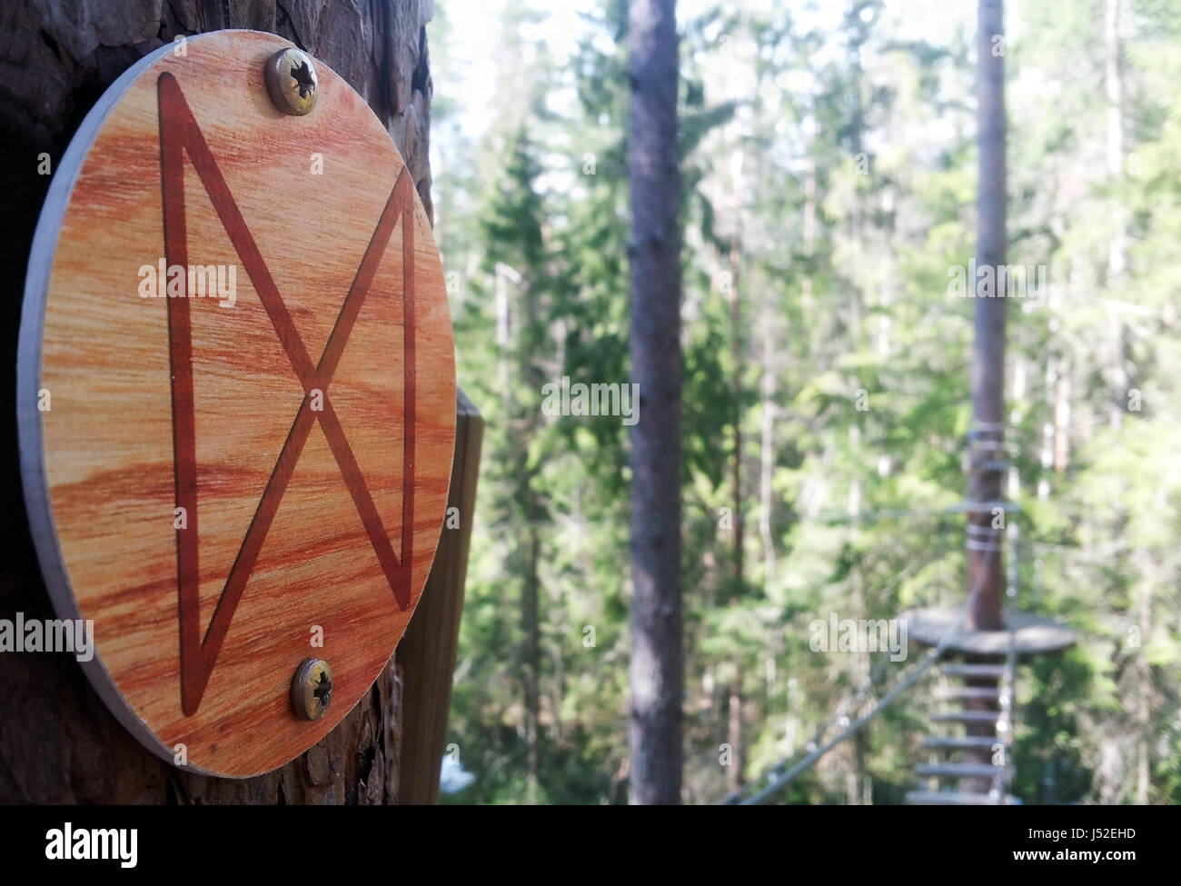 Rope park in a pine forest. Rope track for passage at height. DAGAZ ...
