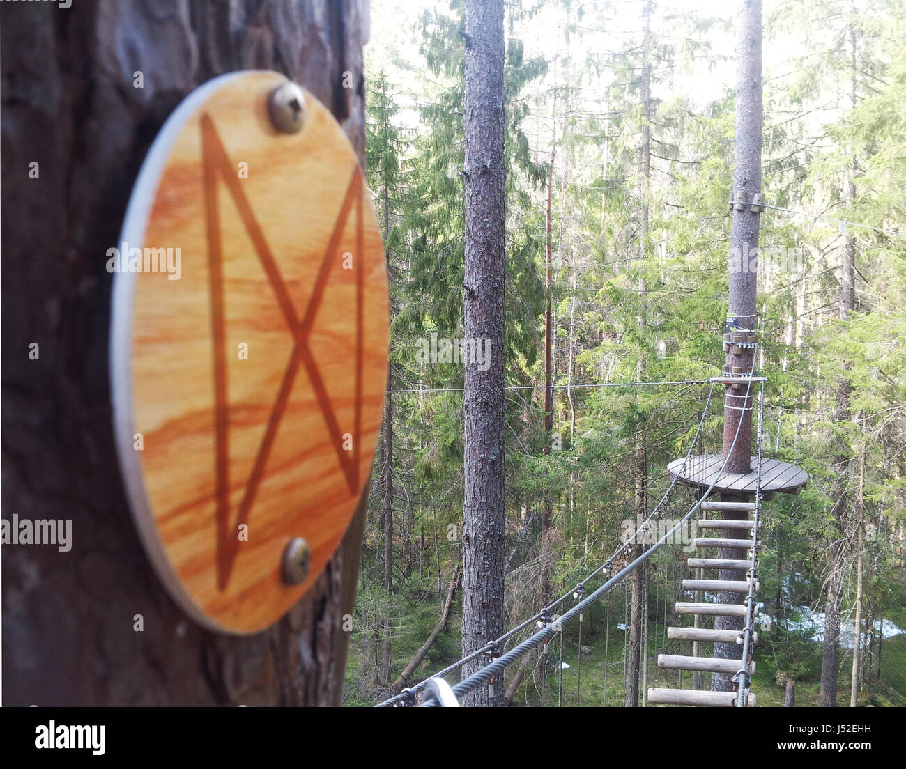 Rope park in a pine forest. Rope track for passage at height. DAGAZ ...