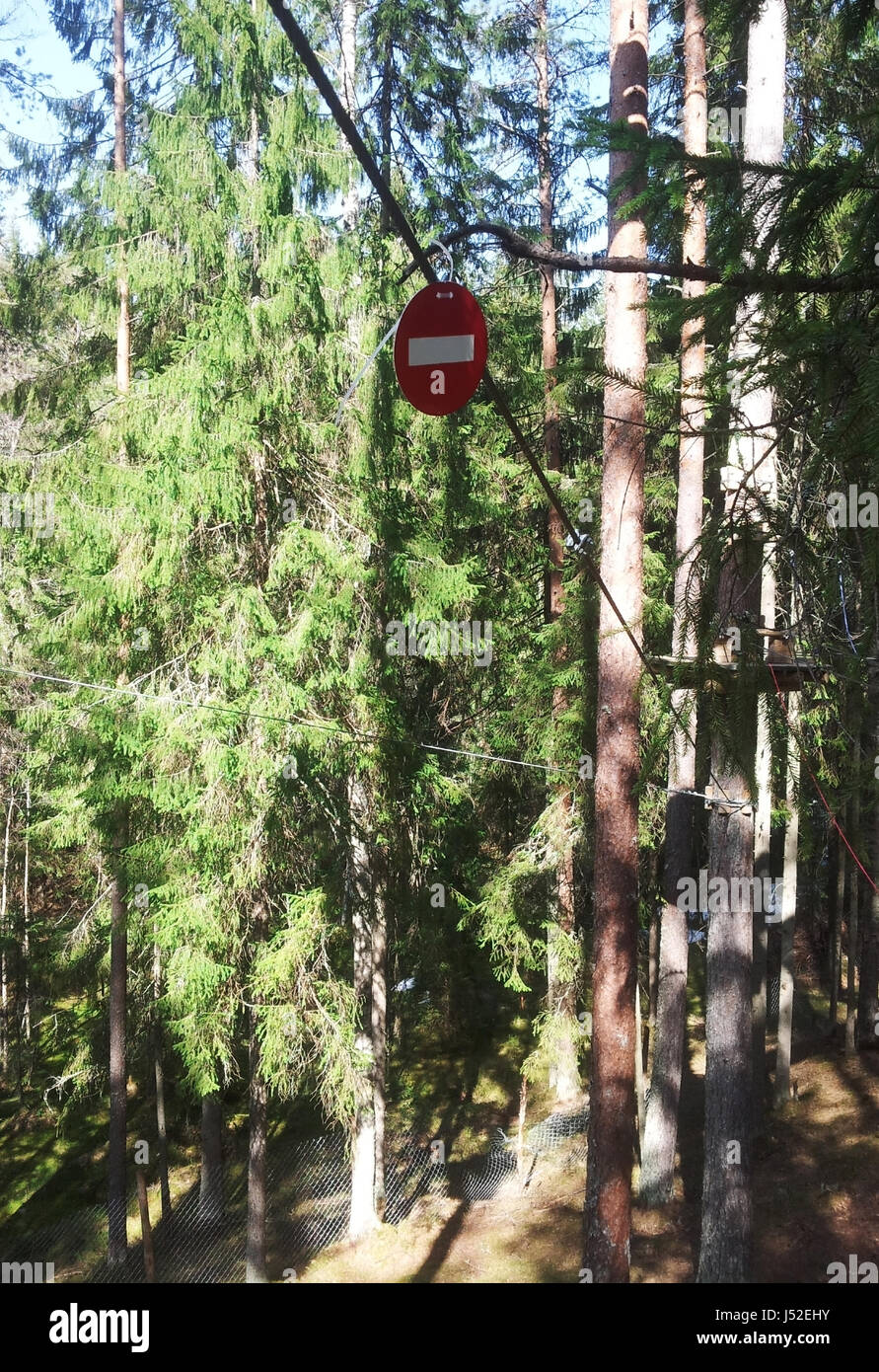 Rope park in a pine forest. Rope track for passage at height Stock ...