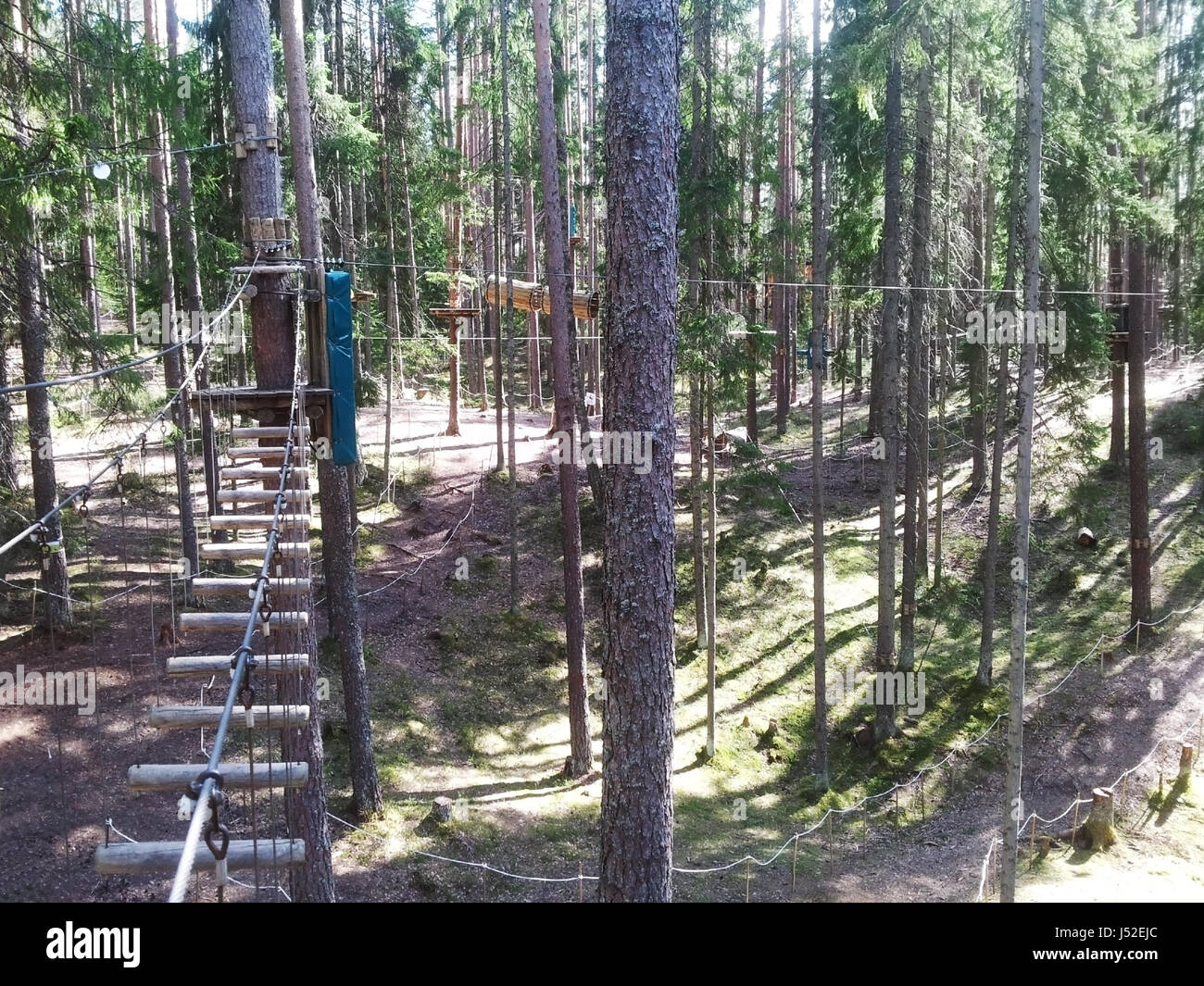Rope park in a pine forest. Rope track for passage at height Stock ...
