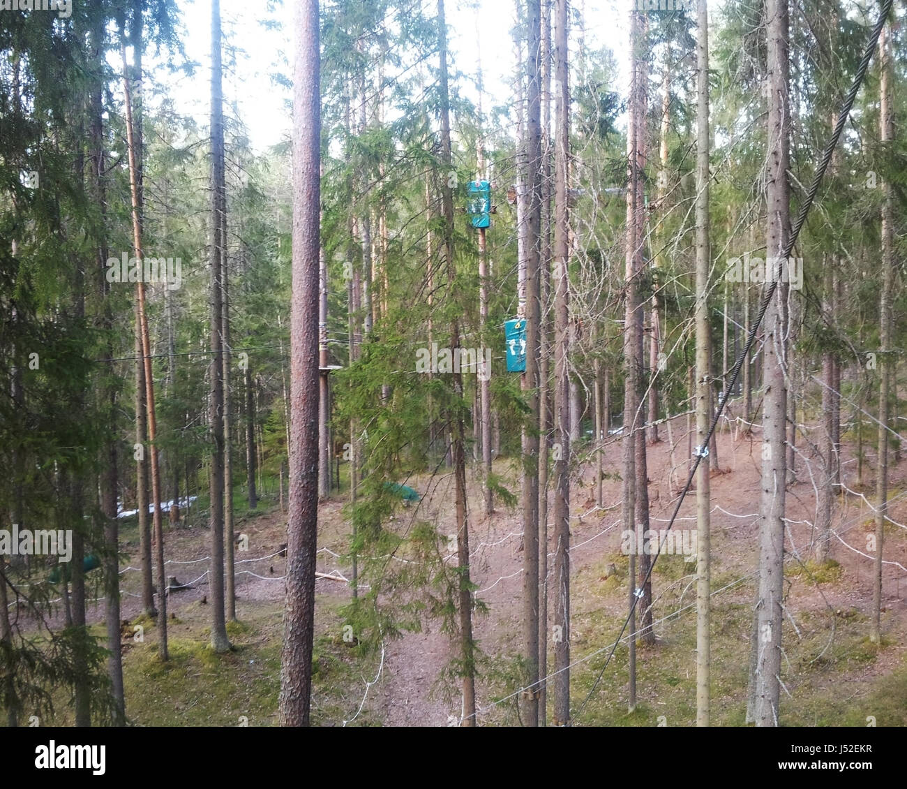 Rope park in a pine forest. Rope track for passage at height Stock ...