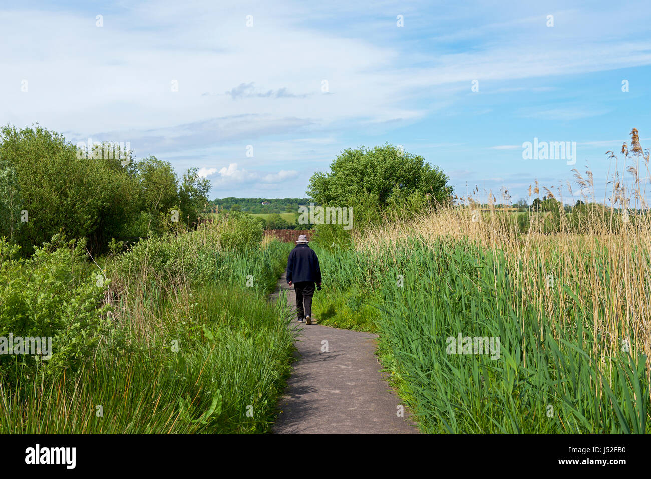 Greylake, an RSPB nature reserve, in Somerset, England UK Stock Photo ...