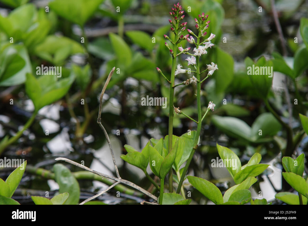 Bogbean (Menyanthes trifoliata) flowering on the shores of a pond near ...