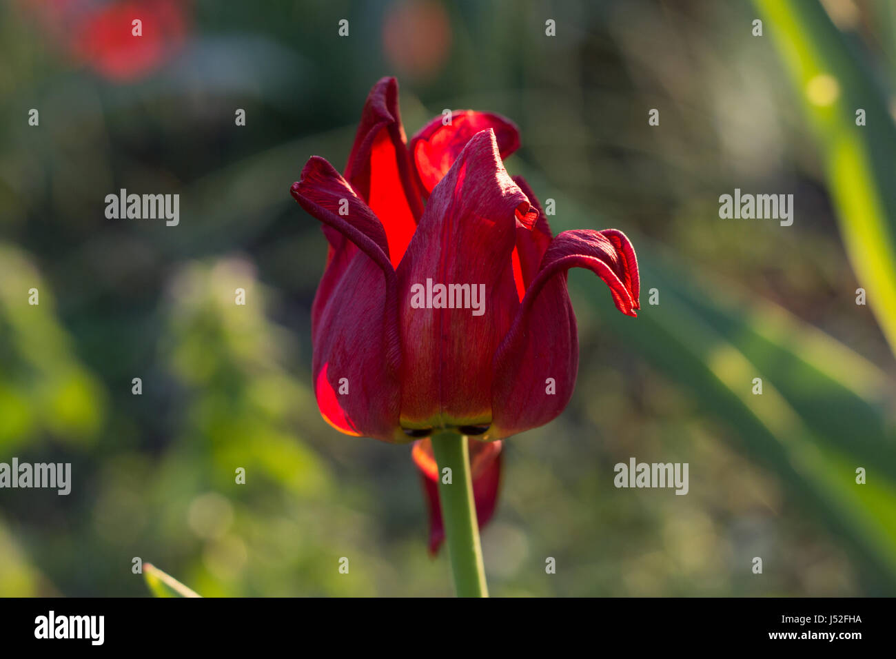 Red Tulips in the Sunset Stock Photo - Alamy