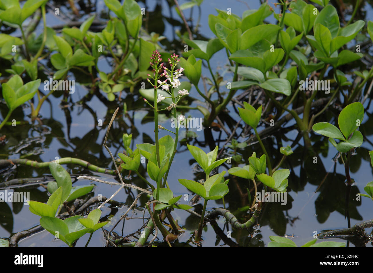 Bogbean (Menyanthes trifoliata) flowering on the shores of a pond near ...