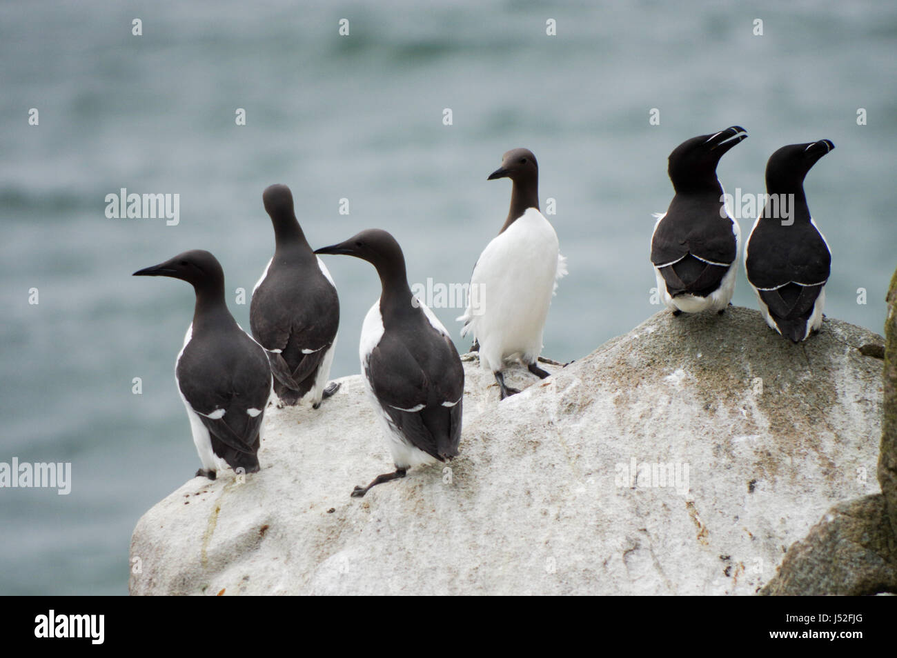 Black guillemots ireland hi-res stock photography and images - Alamy
