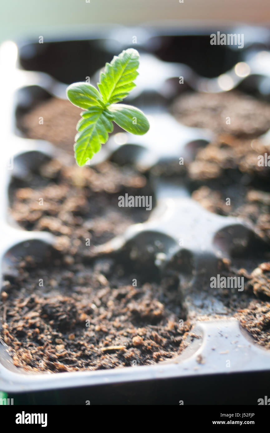 Healing marijuana germinating seed a small young green sprout with ...