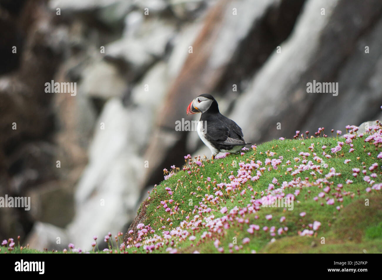 Atlantic puffin perching on a rock surrounded by sea thrift - Saltee ...