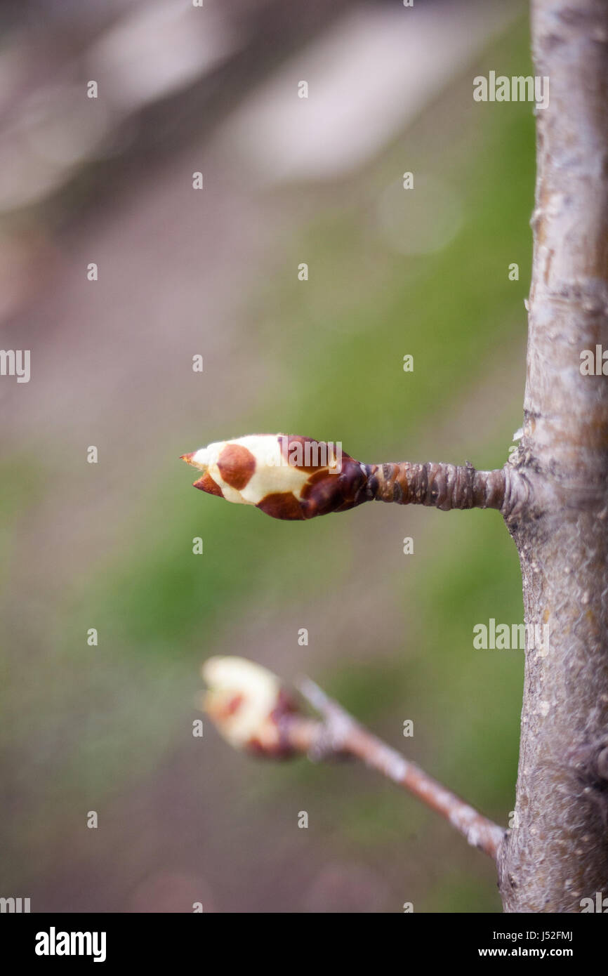 tree buds come alive and swollen in the early spring before flowering ...