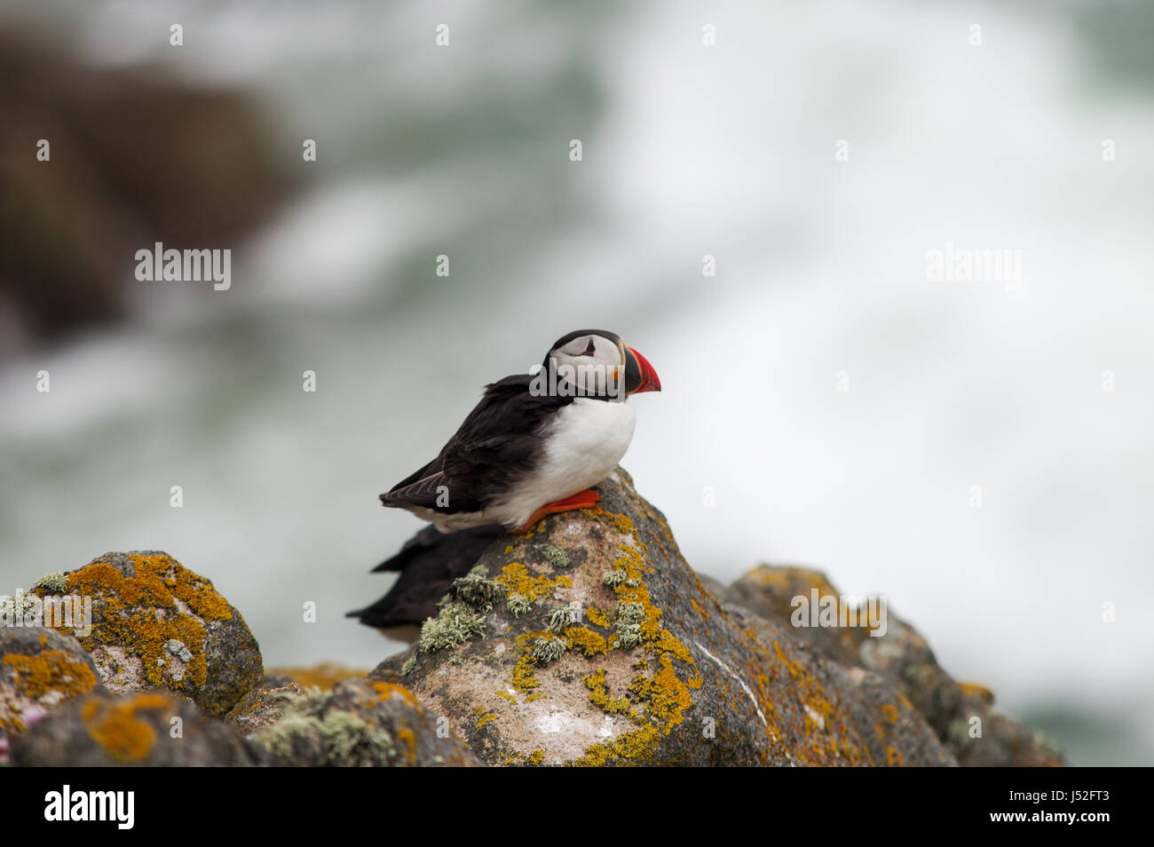 Saltee islands ireland puffin hi-res stock photography and images - Alamy