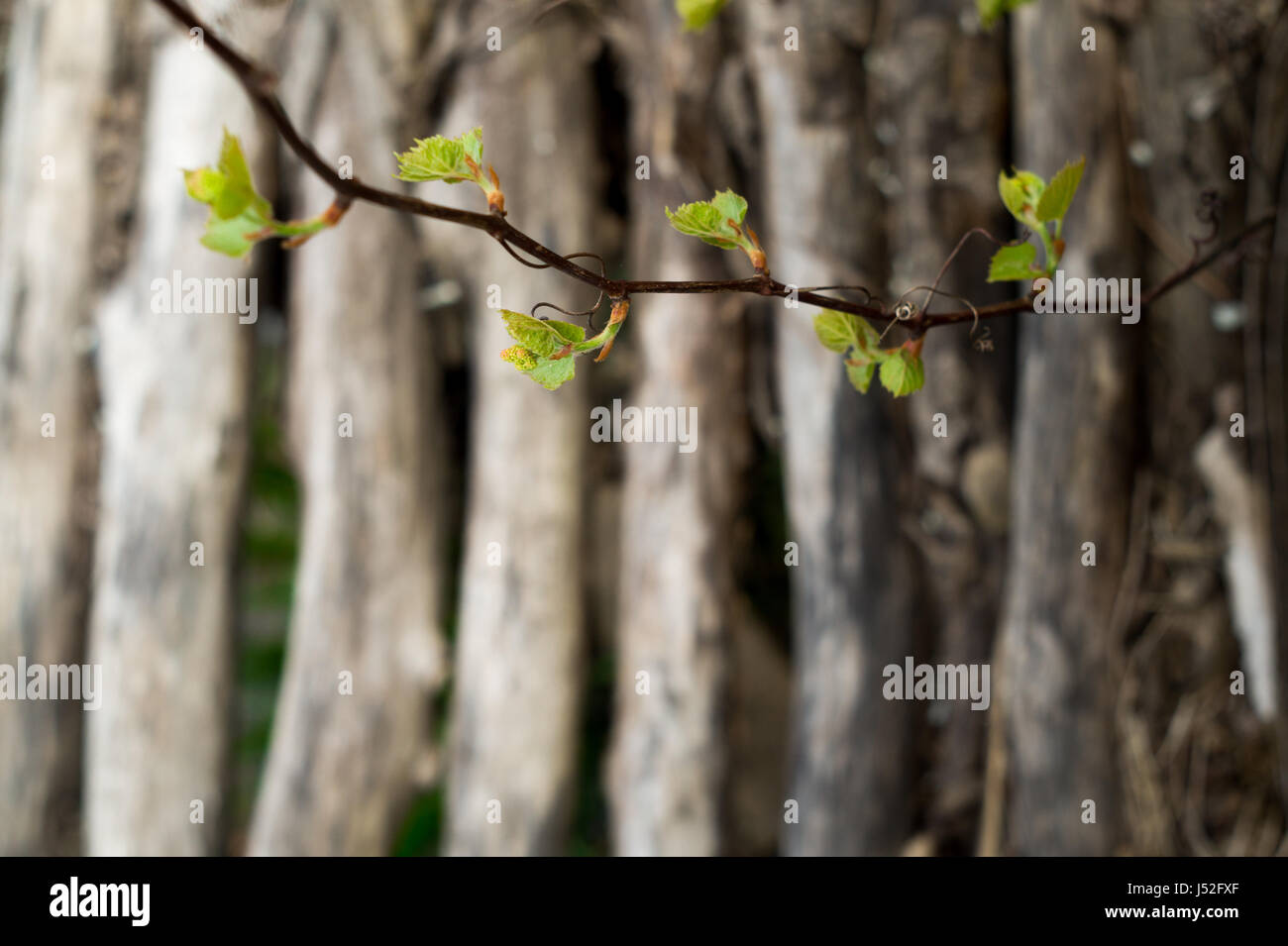 Young branches of a vine on a background of old logs Stock Photo - Alamy