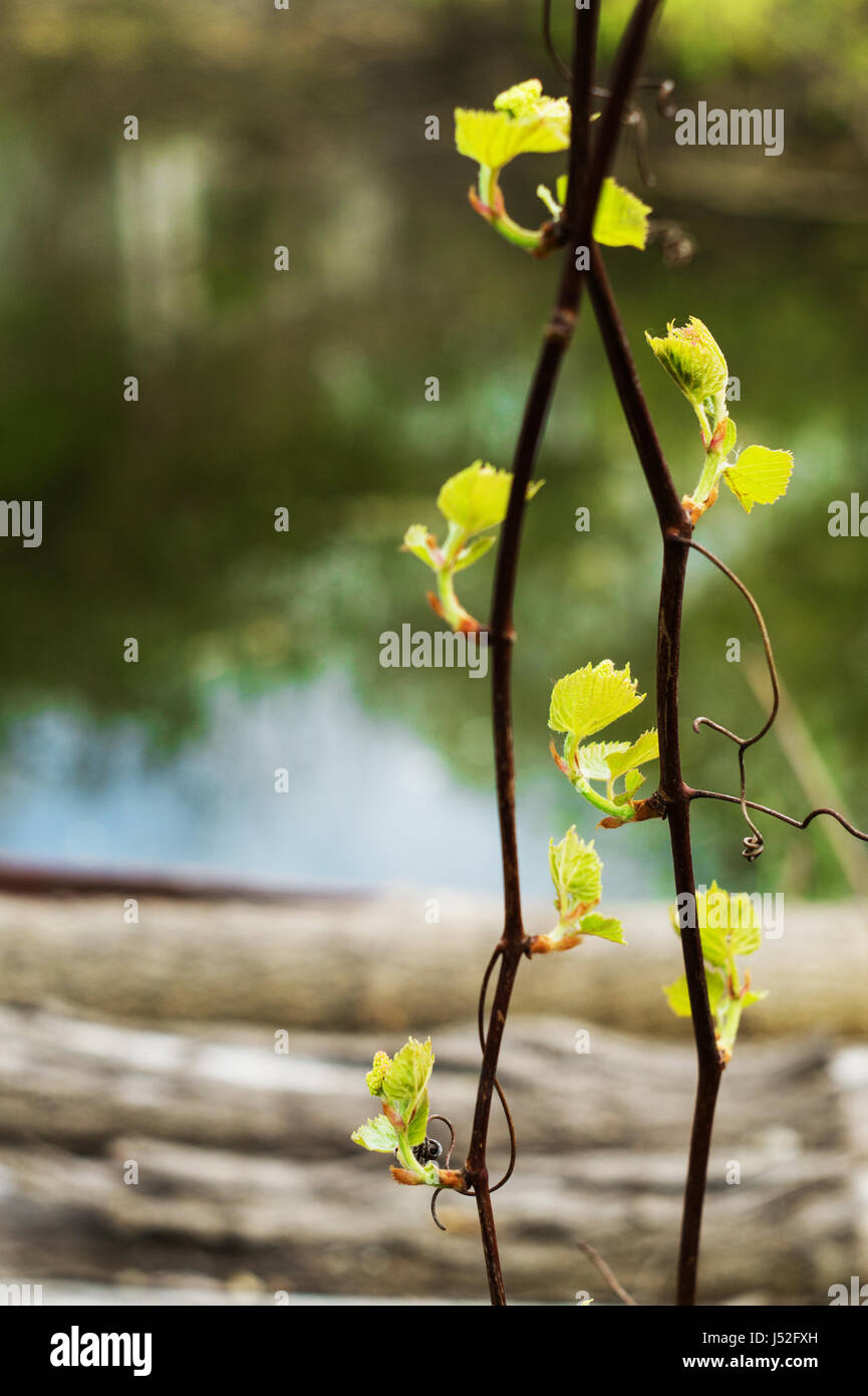 Young branches of a vine on a background of old logs and a lake Stock ...