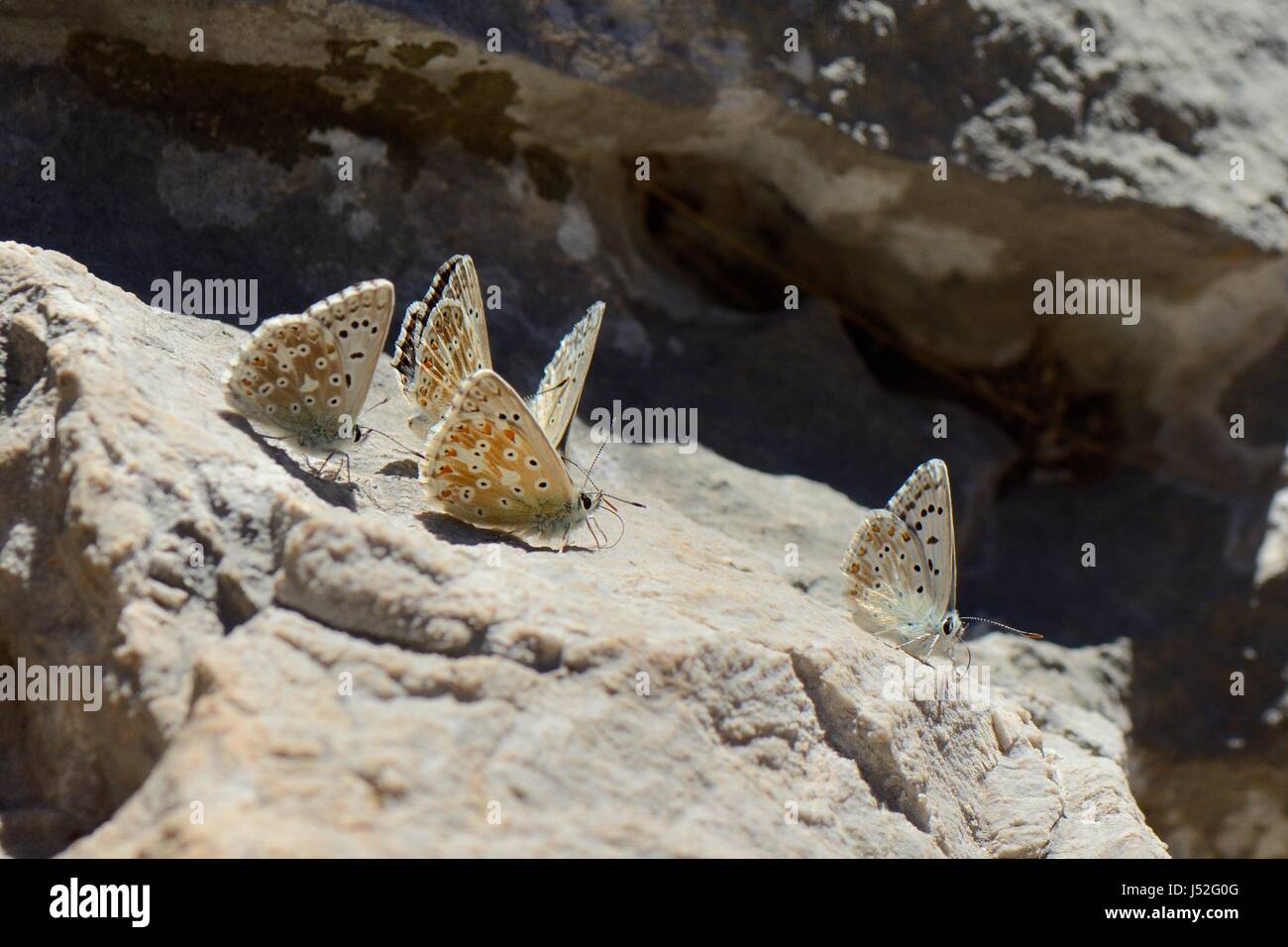 Alpine butterflies hi-res stock photography and images - Alamy