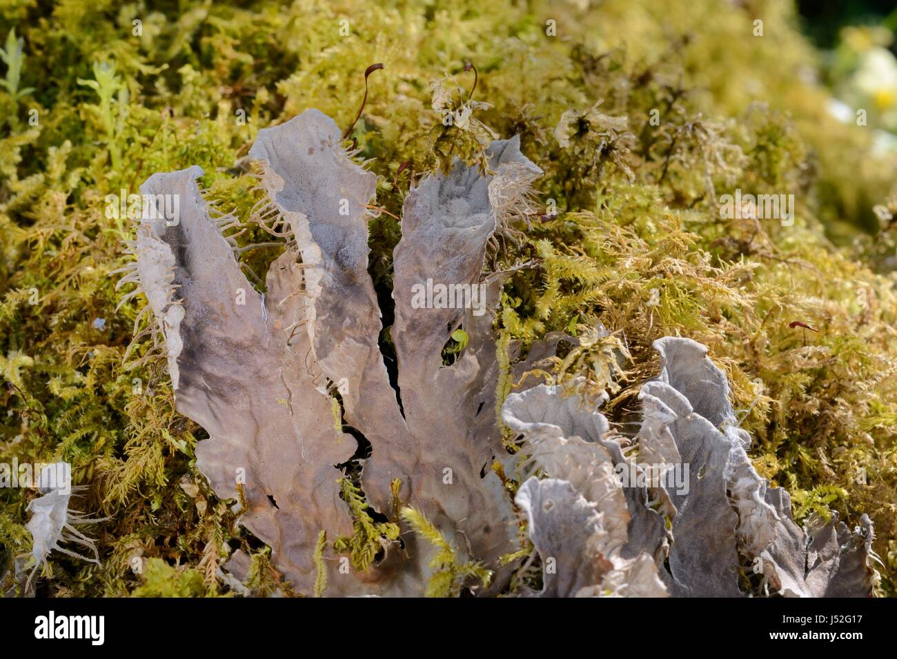 Dog lichen (Peltigera membranacea) growing on a moss-covered tree trunk ...