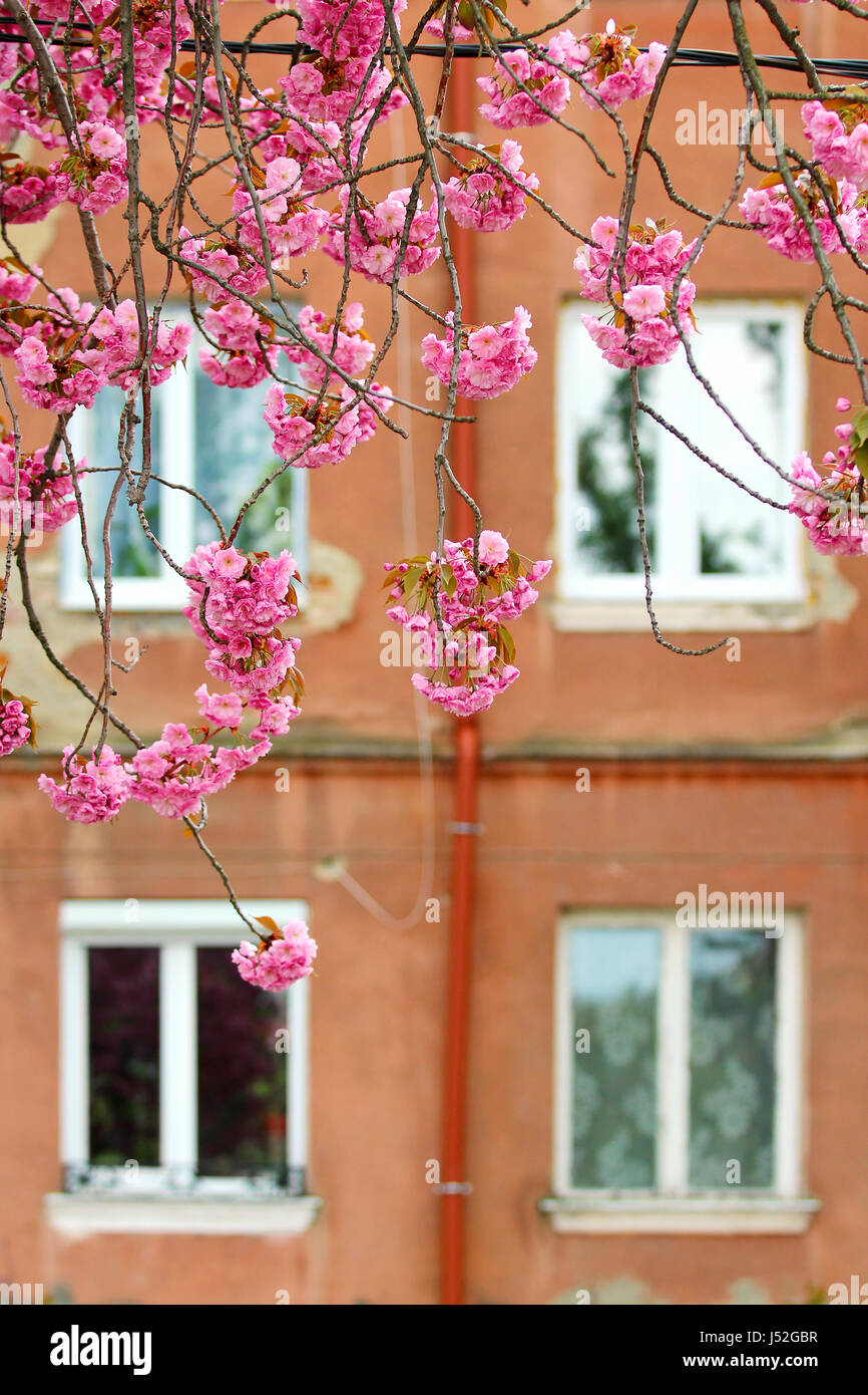 Blooming pink sakura tree in front of the building Stock Photo - Alamy