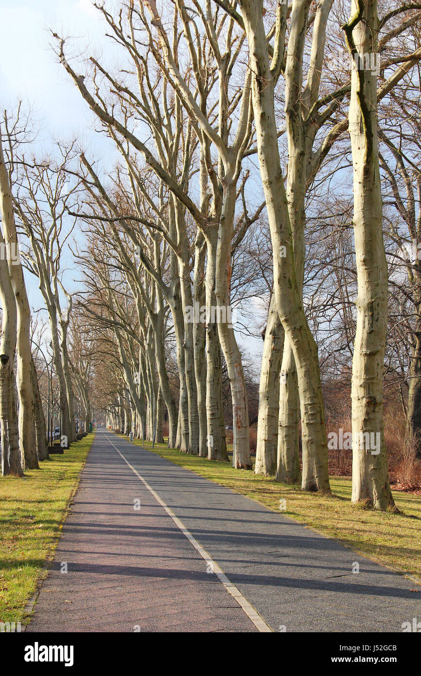 Plane tree alley hi-res stock photography and images - Alamy