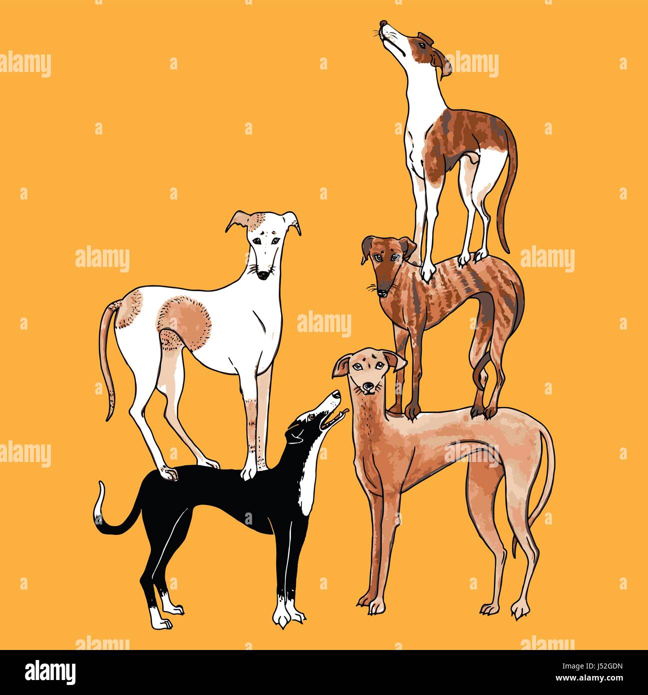 greyhound dogs vector, fun playful dogs Stock Vector Image & Art - Alamy