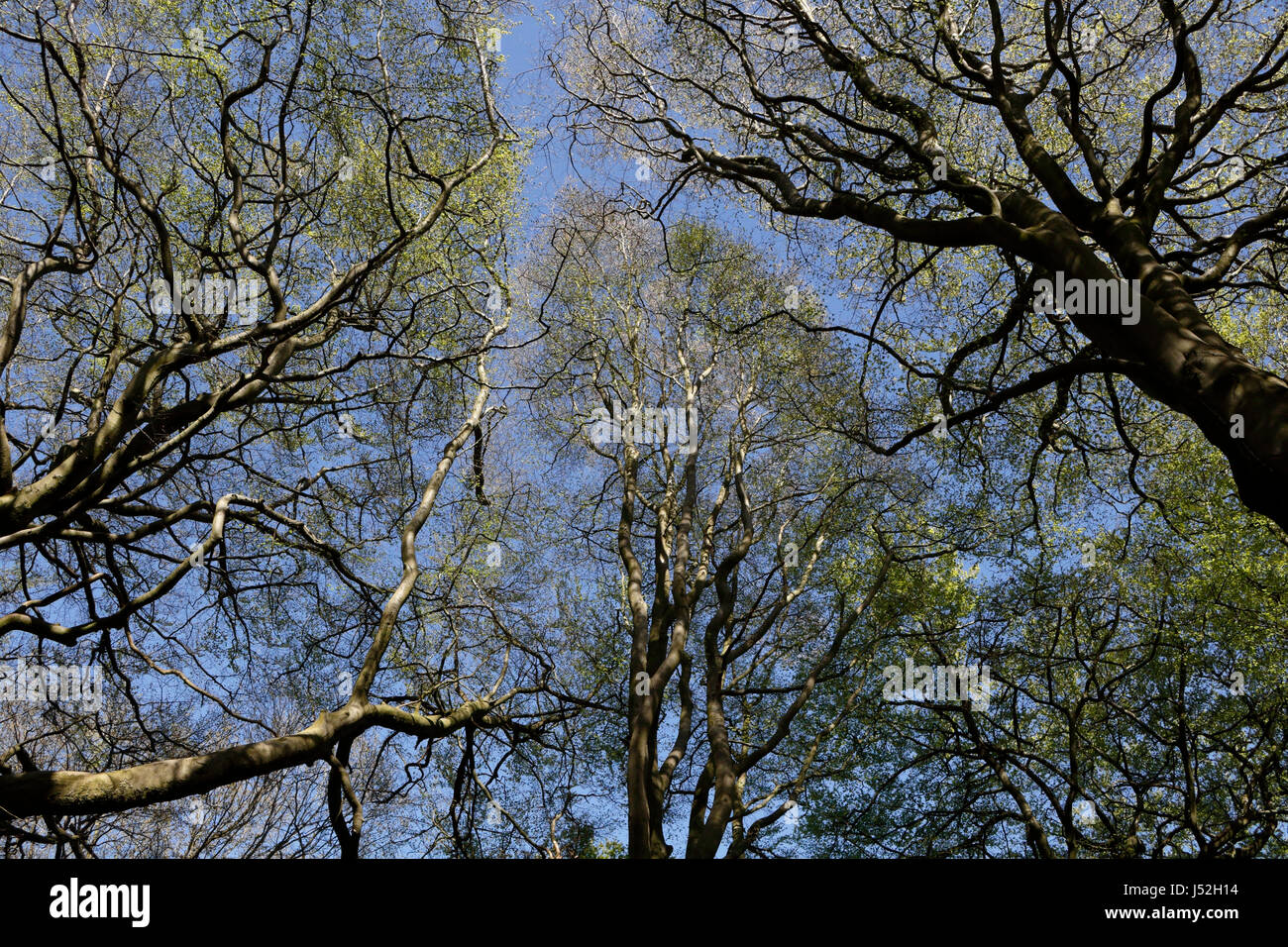 Biodiversity in nature hi-res stock photography and images - Alamy