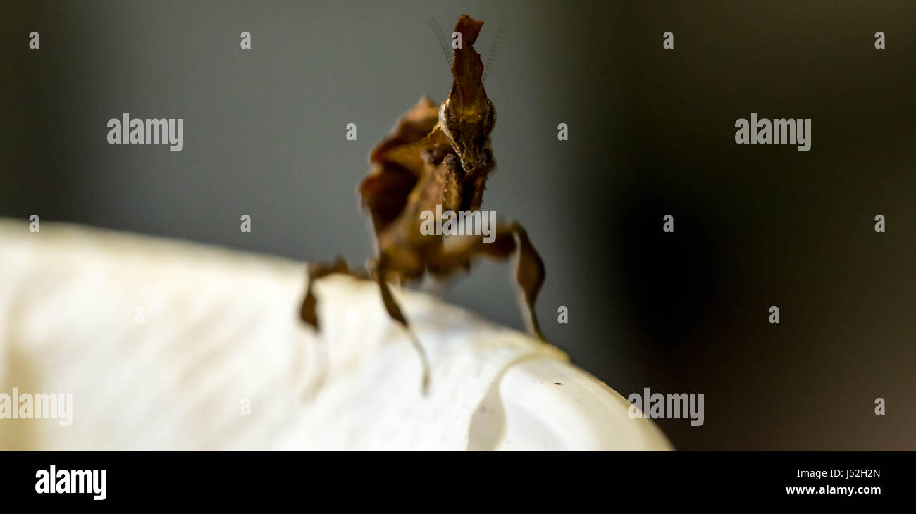 Dead leaf Praying mantis Stock Photo - Alamy