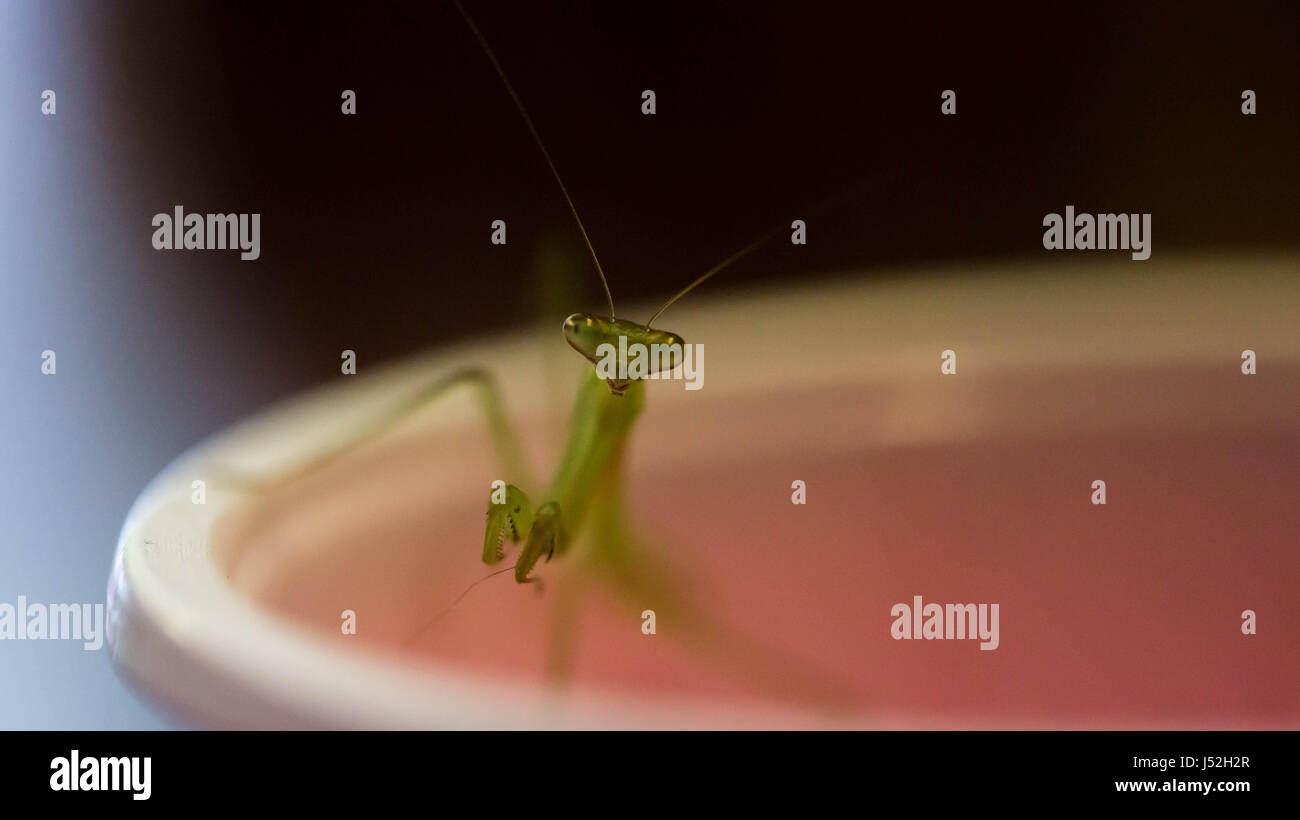 Small praying mantis hi-res stock photography and images - Alamy