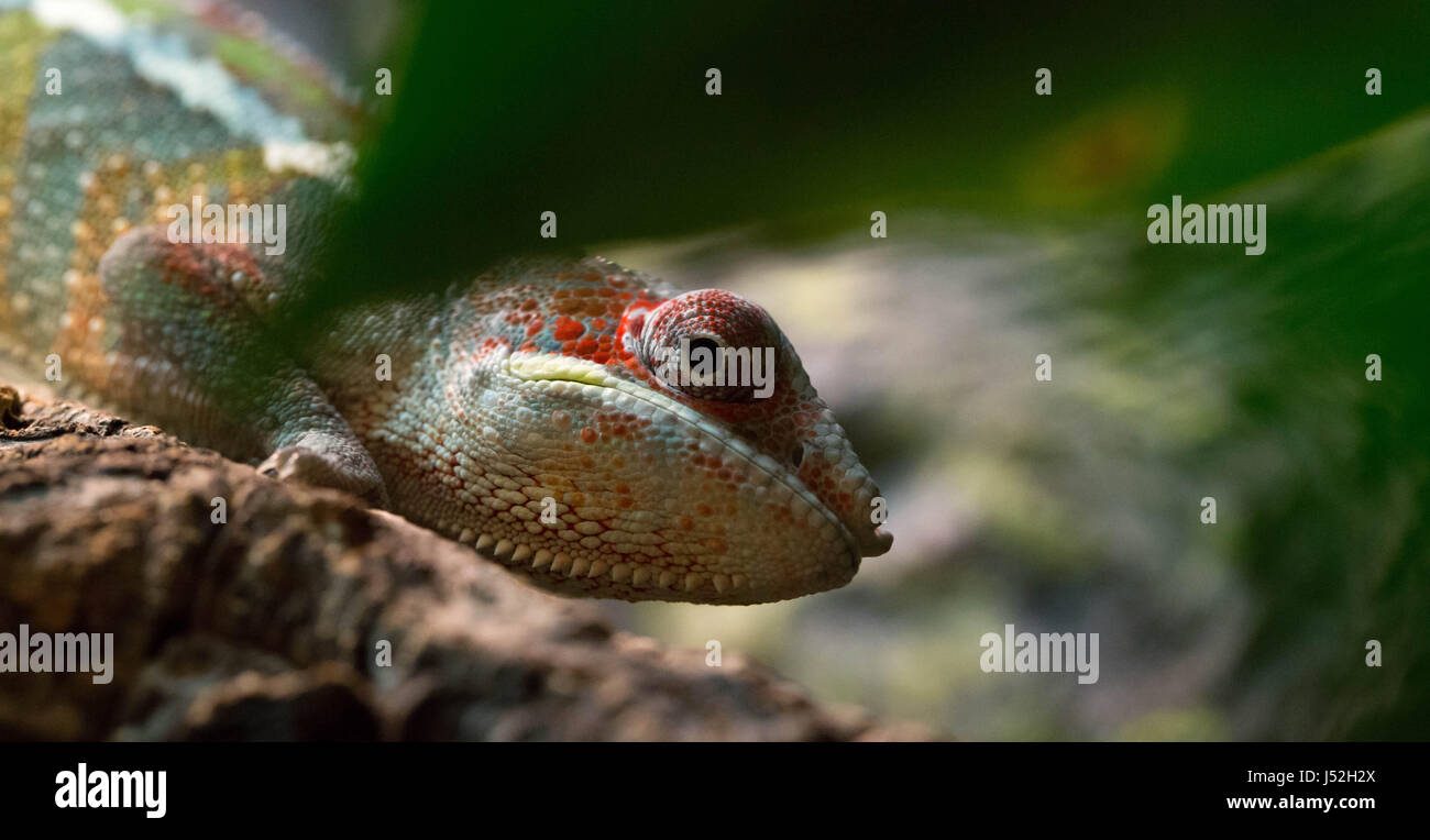Turret eyes hi-res stock photography and images - Alamy