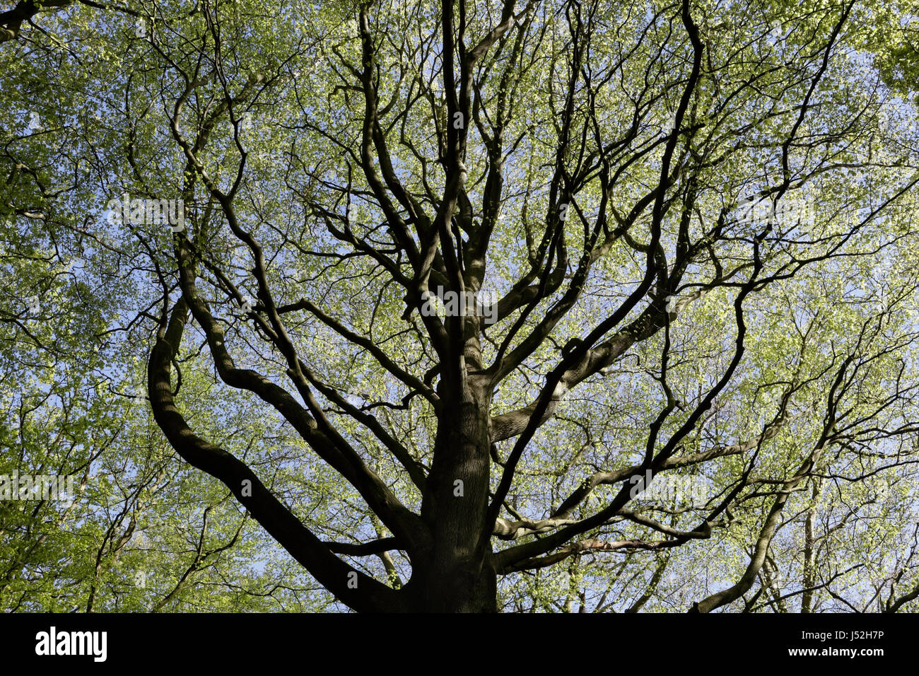Tree in Ecclesall Woods Sheffield England in Springtime Ancient ...