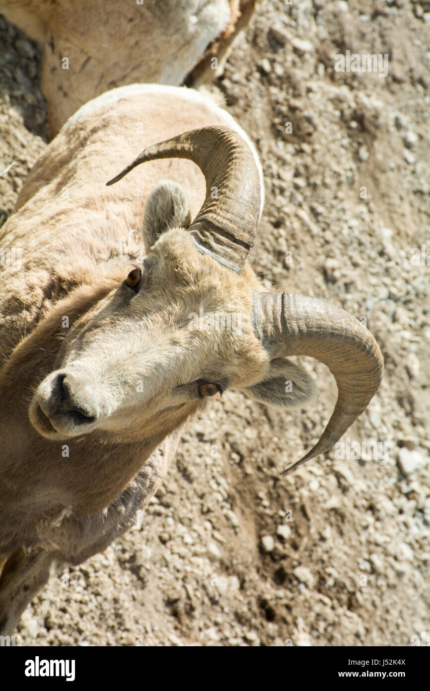 Bighorn Sheep Staring at Camera Stock Photo - Alamy