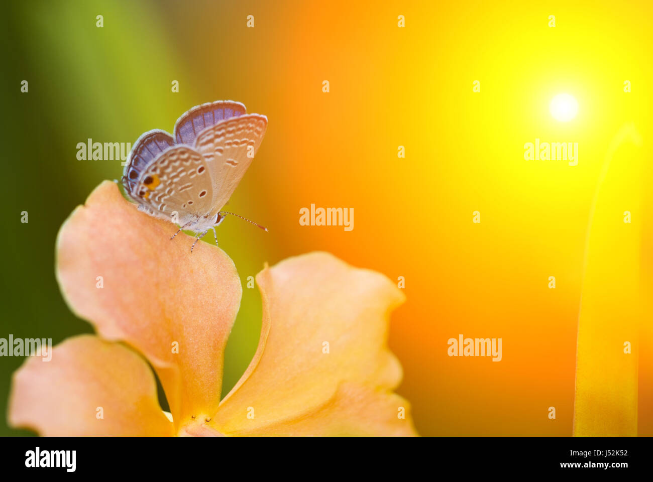 butterfly early in the morning Stock Photo - Alamy