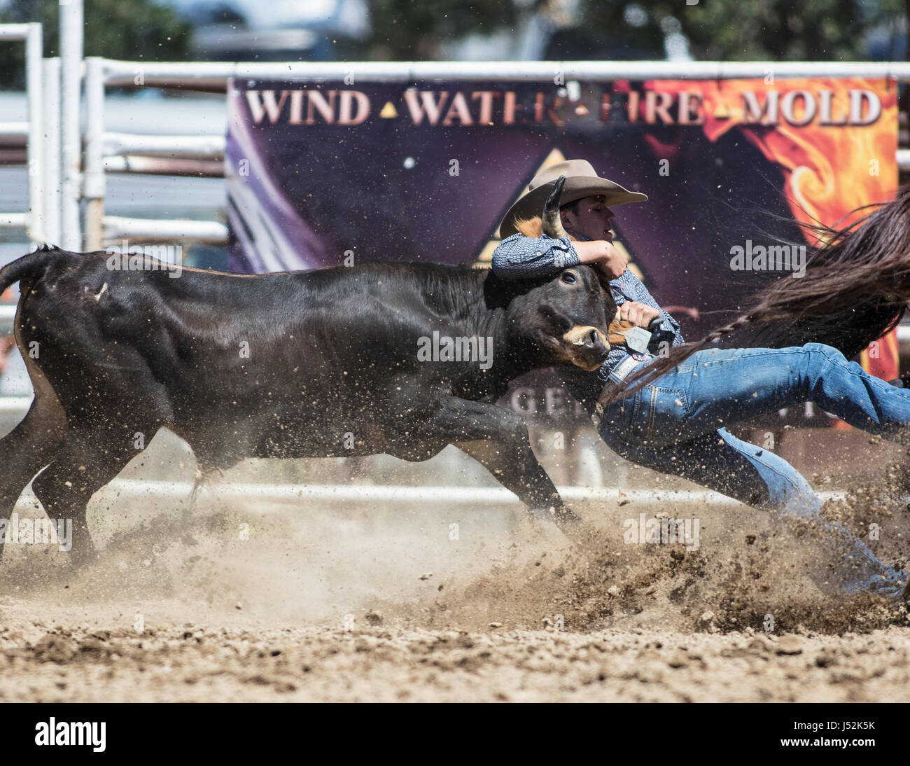 Steer wrestling at the Cottonwood Rodeo in California Stock Photo - Alamy